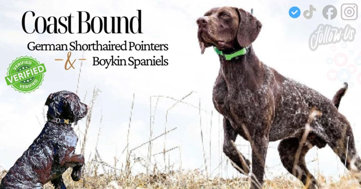 Coast Bound German Shorthaired Pointers and Boykin Spaniels