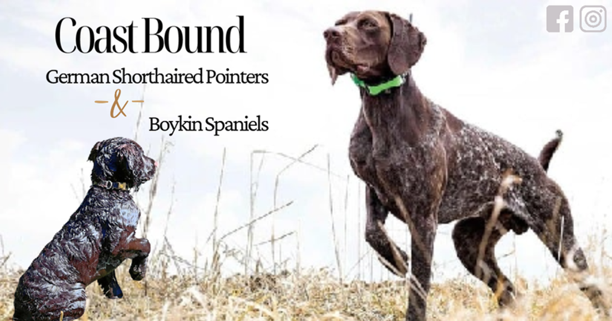 Coast Bound German Shorthaired Pointers and Boykin Spaniels (Facebook Ad)